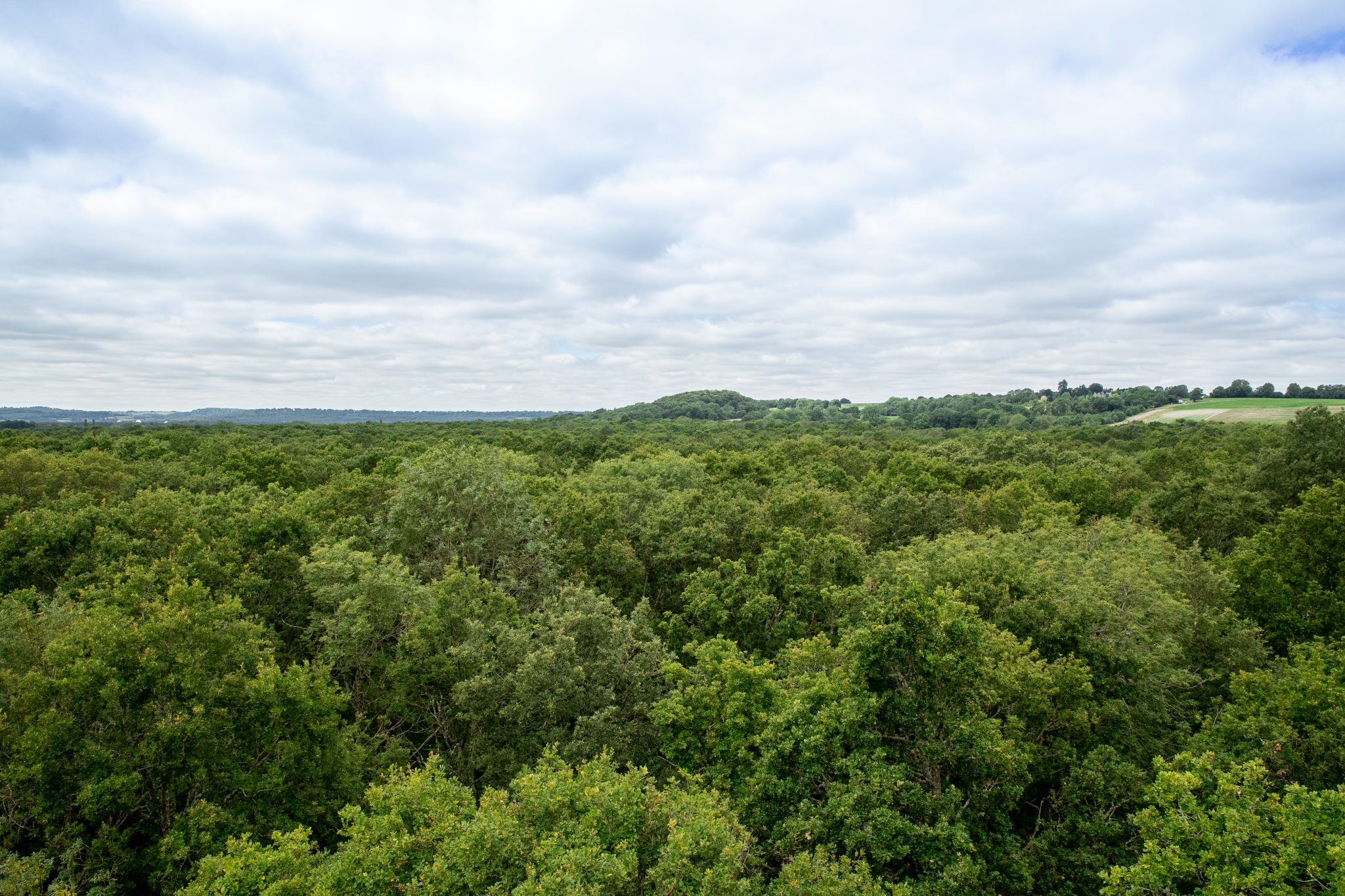 How IoT is helping tree scientists learn more about climate change